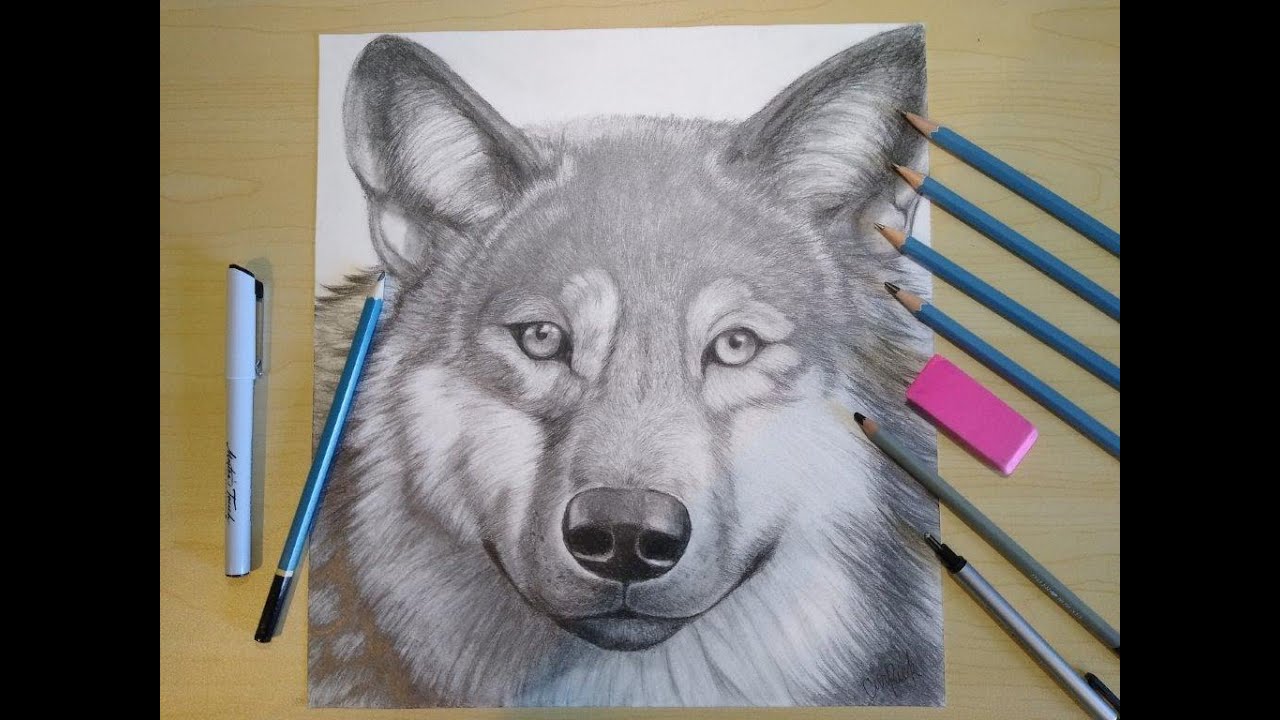 Wolf Time lapse in Graphite