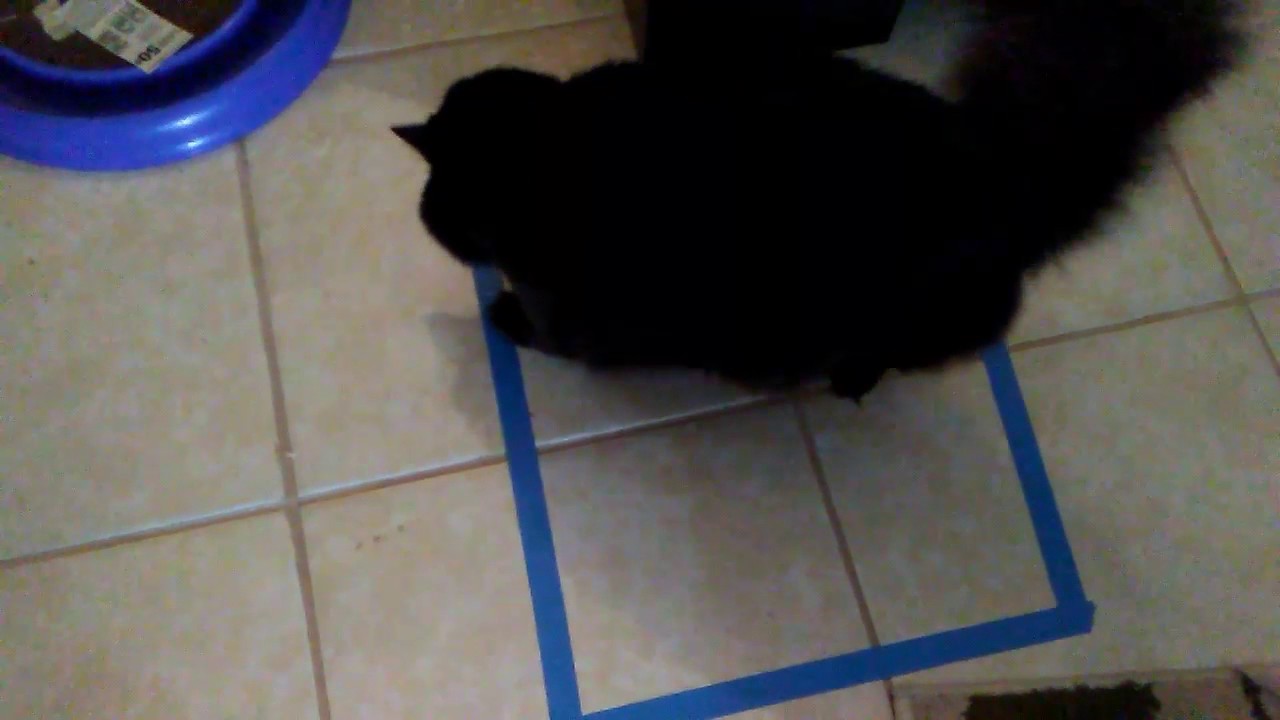 Cats sit in squares. Myth busted!