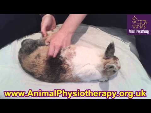 Rabbit Physiotherapy video – Animal Physiotherapy Ltd.