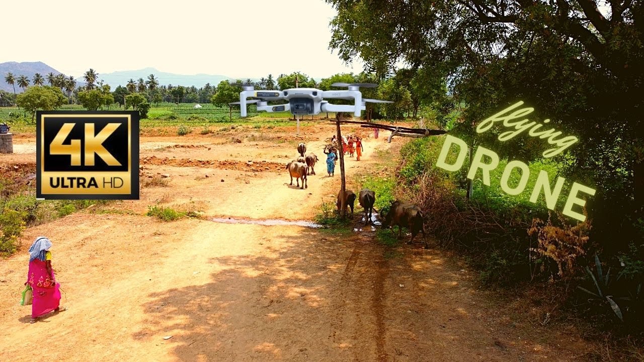 Flying drone 4K - Cattle farming in India