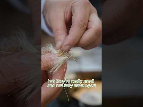 Why I'm NOT saving these artichoke seeds #gardening #seedsaving #savingseeds  #desertgarden