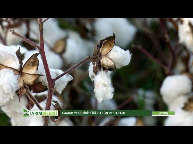 Türkiye’de Pamuk En Çok Nerede Yetişir? - Nefis Yemek Tarifleri