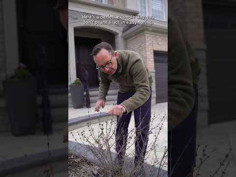 WHY YOU SHOULD NEVER PRUNE YOUR LILAC IN SPRING ???? Frankie Flowers
