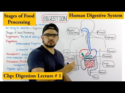 Digestive system | Stages of Food processing | An Overview