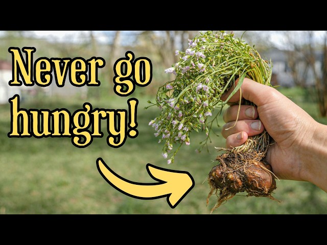 Rediscovering America's Wild Fairy Potatoes: A Guide to Foraging and ...