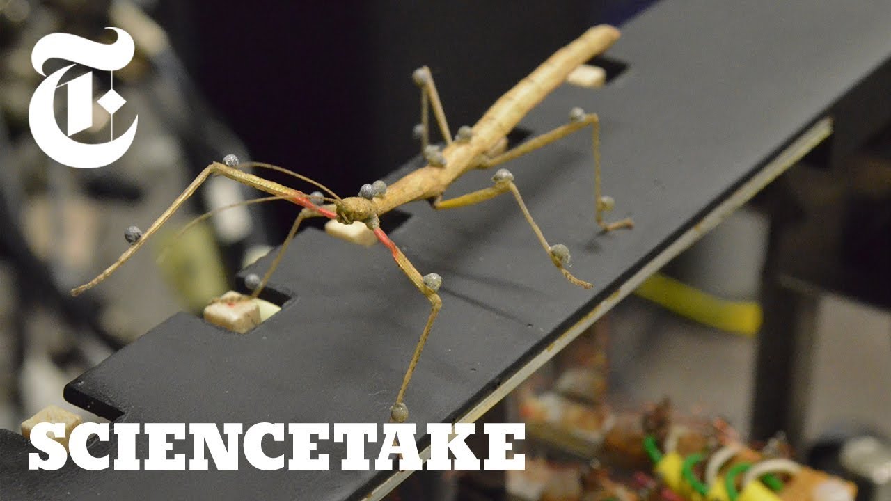 How a Stick Insect Walks | ScienceTake