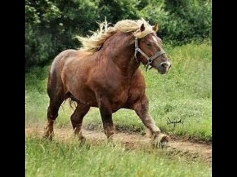 What It Means To Be A Stallion | Join Us
