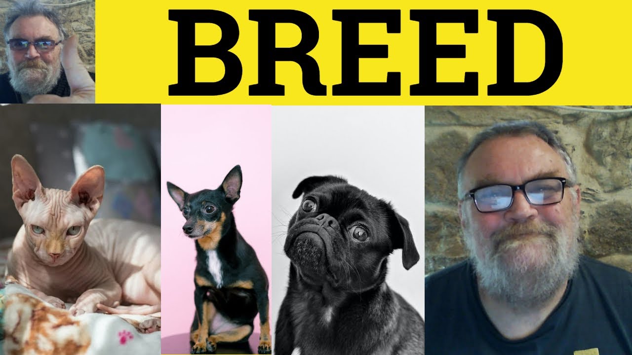 Breed Verb Definition at James Vanhorn blog