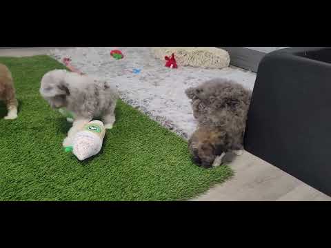 Mini Aussie Doodle puppies available for adoption