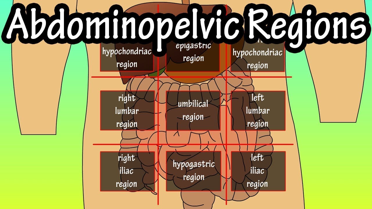 Abdominopelvic Quadrants And Regions - Abdominal Quadrants