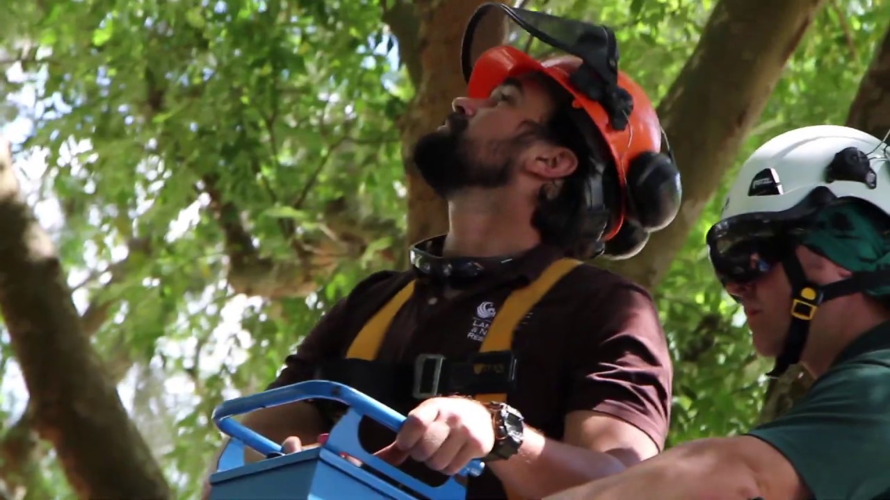 Tree Branch Support System