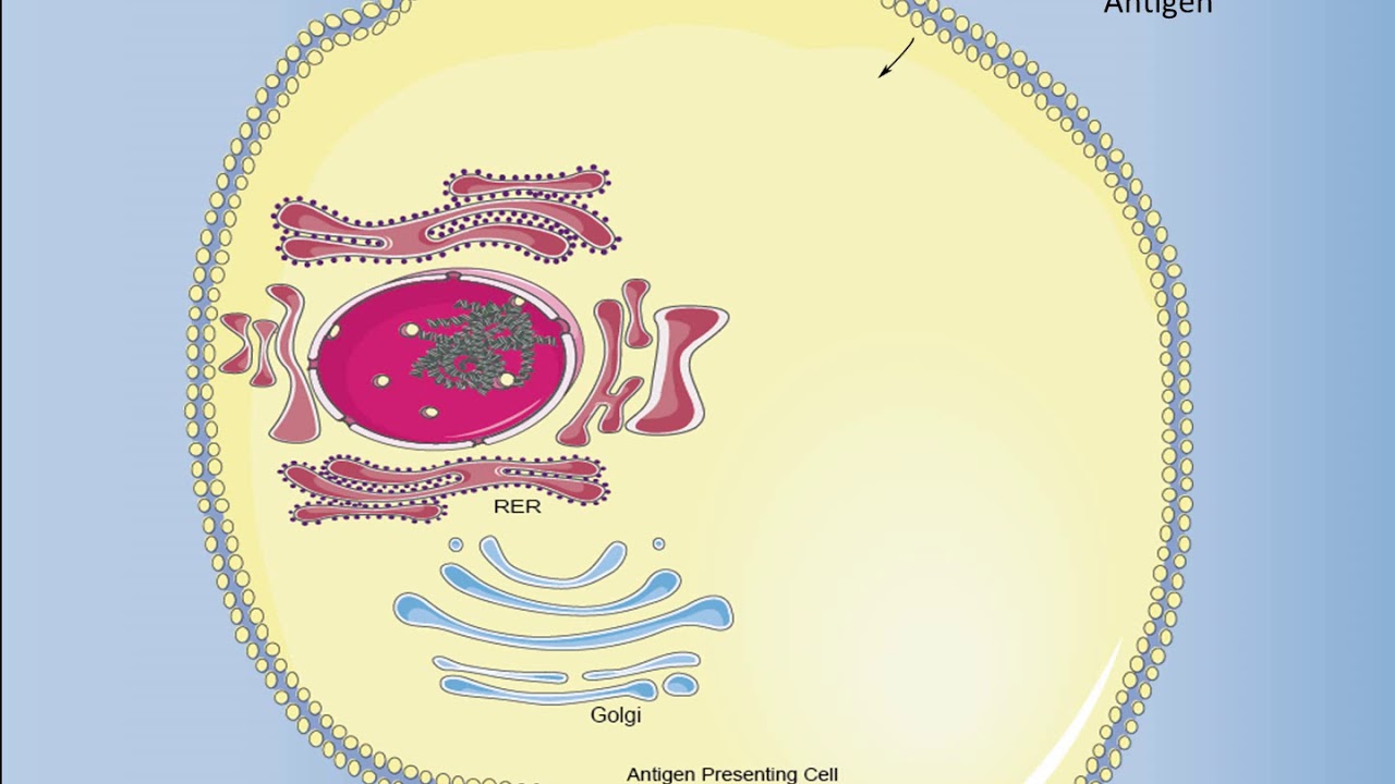 Antigen processing and presentation-Creative Diagnostics
