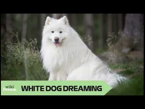 Meaning of white dog in dream: Where innocence embraces spiritual awakening