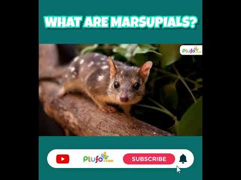 What are Marsupials Animals || Marsupial Mammals - Science for kids #marsupials #plufo #shorts