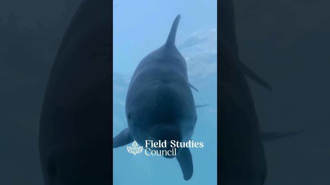 Free Webinar 💻 Dolphin and Porpoise Acoustic Monitoring. As part of our Natural History Live series.