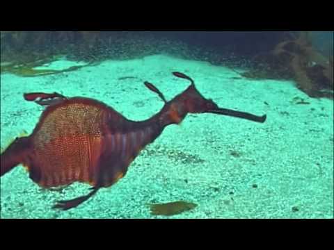 Common or Weedy sea dragon