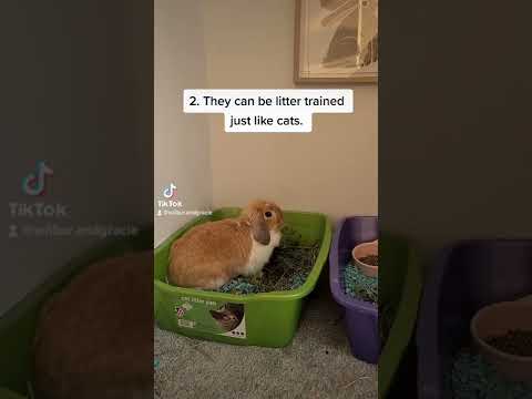 5 things I have learned since getting rabbits #rabbit #bunny