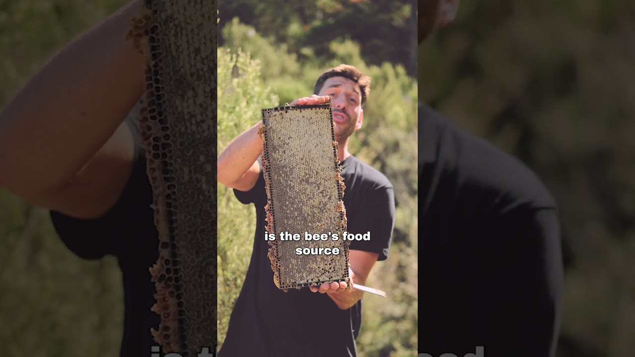 Ethical Beekeeping Explained | What Most Beekeepers Are Doing Wrong… 🐝