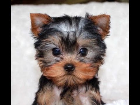 Steam Community :: Video :: Contra Ataque II