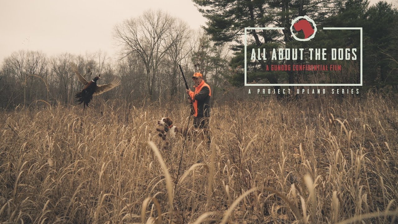 All About the Dogs // Official Teaser