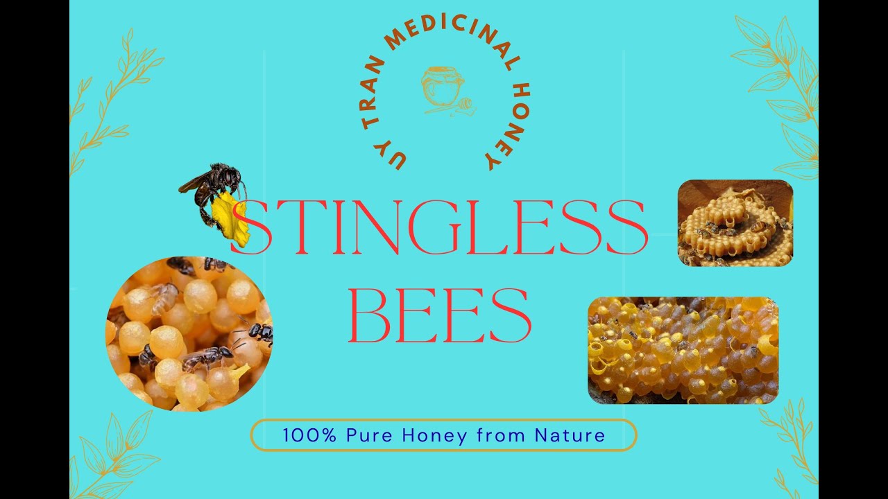 STINGLESS BEES - A FASCINATING WORLD