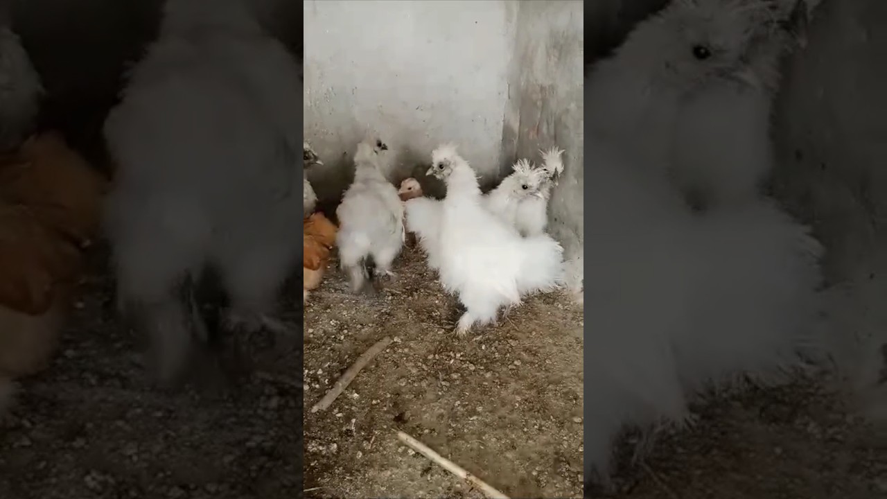 Beautiful silkie chickens #Shorts #silkychickens