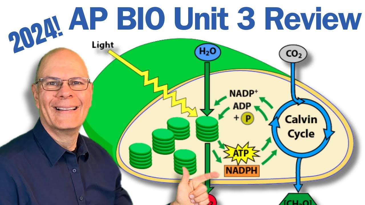 Understanding Enzymes, Photosynthesis, and Cellular Respiration in AP ...