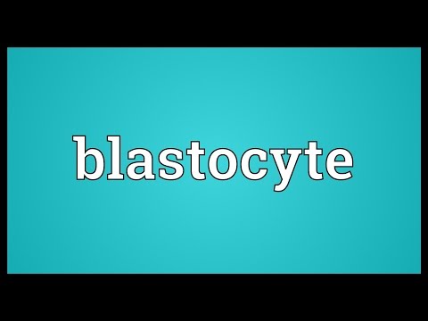 Blastocyte Meaning