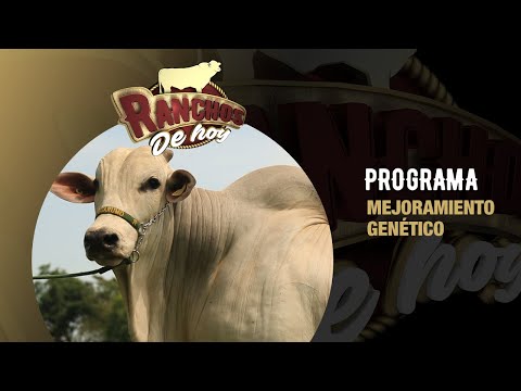 551. Genética l Como realizar un Mejoramiento Genético en tu ato ganadero