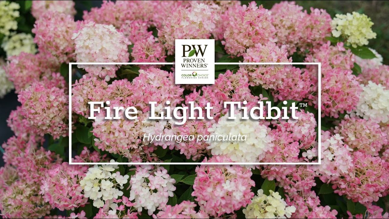 Introducing Fire Light Tidbit™