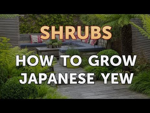 How to Grow Japanese Yew