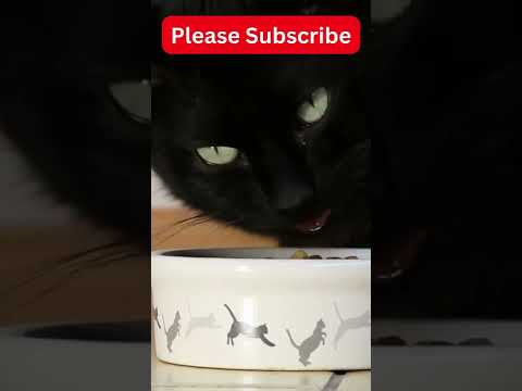 Nom Nom Nom #hungry #blackcat #pretty #CatboxTV #Rokuchannel