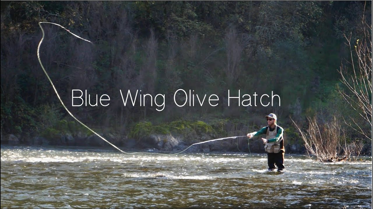 American River Lower Fork | Blue Wing Olive hatch 