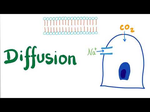 Diffusion (Simple and Facilitated)