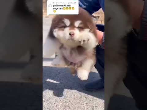 Adorable Puppy Playtime: Heartwarming Doggy Moments! #PuppyLove #DogVideos #PetPlay