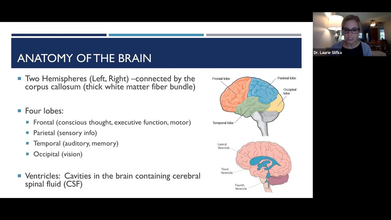 Webinar: Brain Imaging in the Modern Era