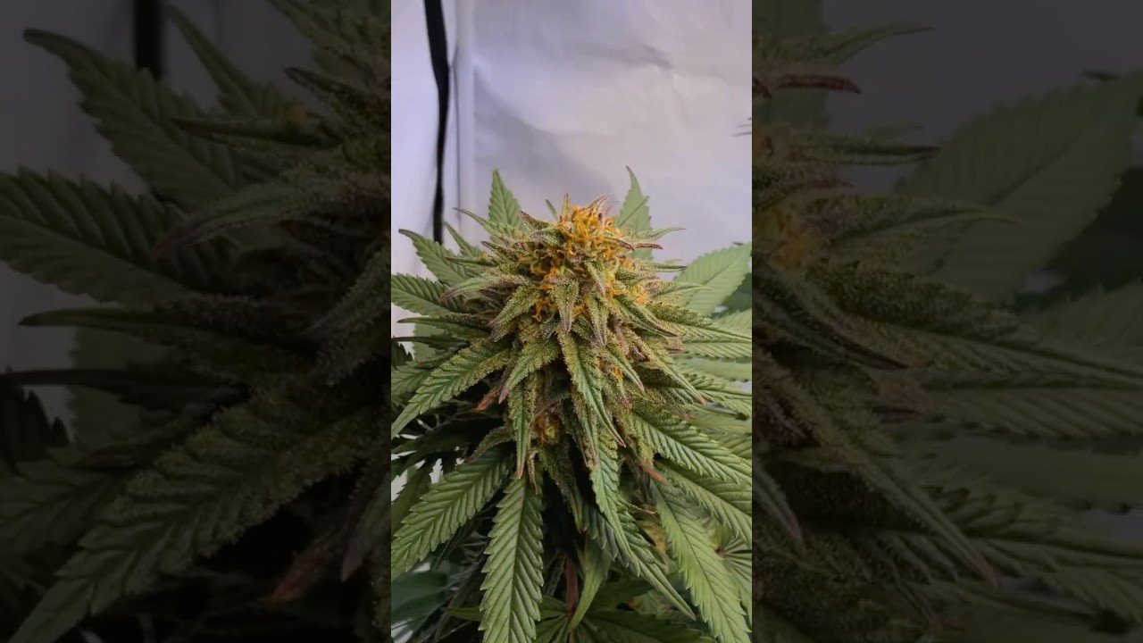 Pineapple Chunk [Final Part] – Golden Frost & Dense Buds at Peak Bloom 🌿✨