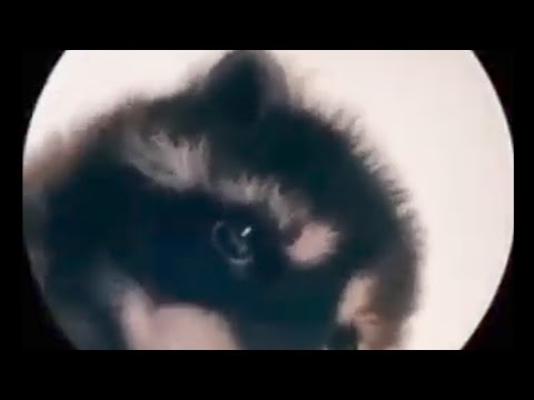 Free STL file PEDRO PE RACCOON KEYCHAIN - KEYRING - Spinner - TIKTOK ...