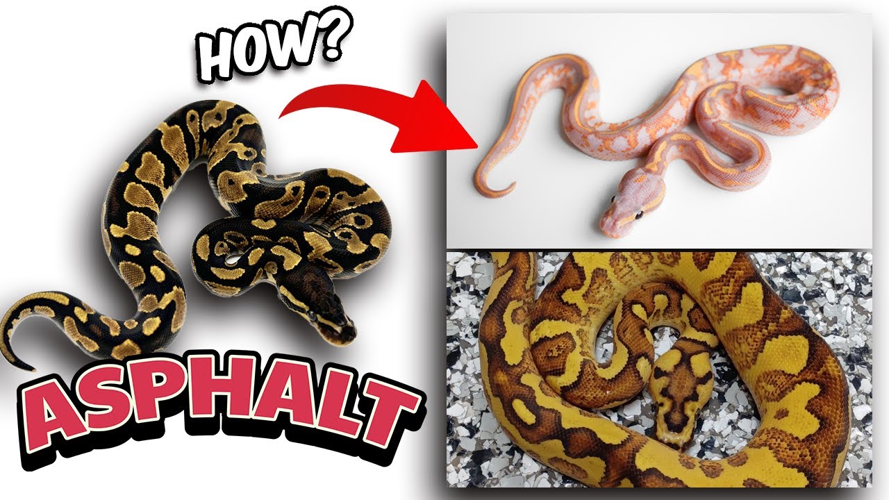 The true potential of asphalt ball python