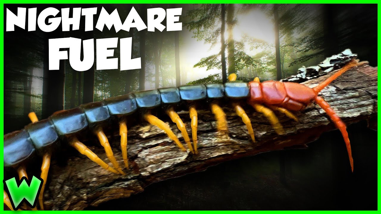 The MOST VENOMOUS Centipede in the US? The Giant Redheaded Centipede