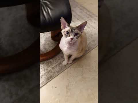 A Chatty Devon Rex Cat #shorts
