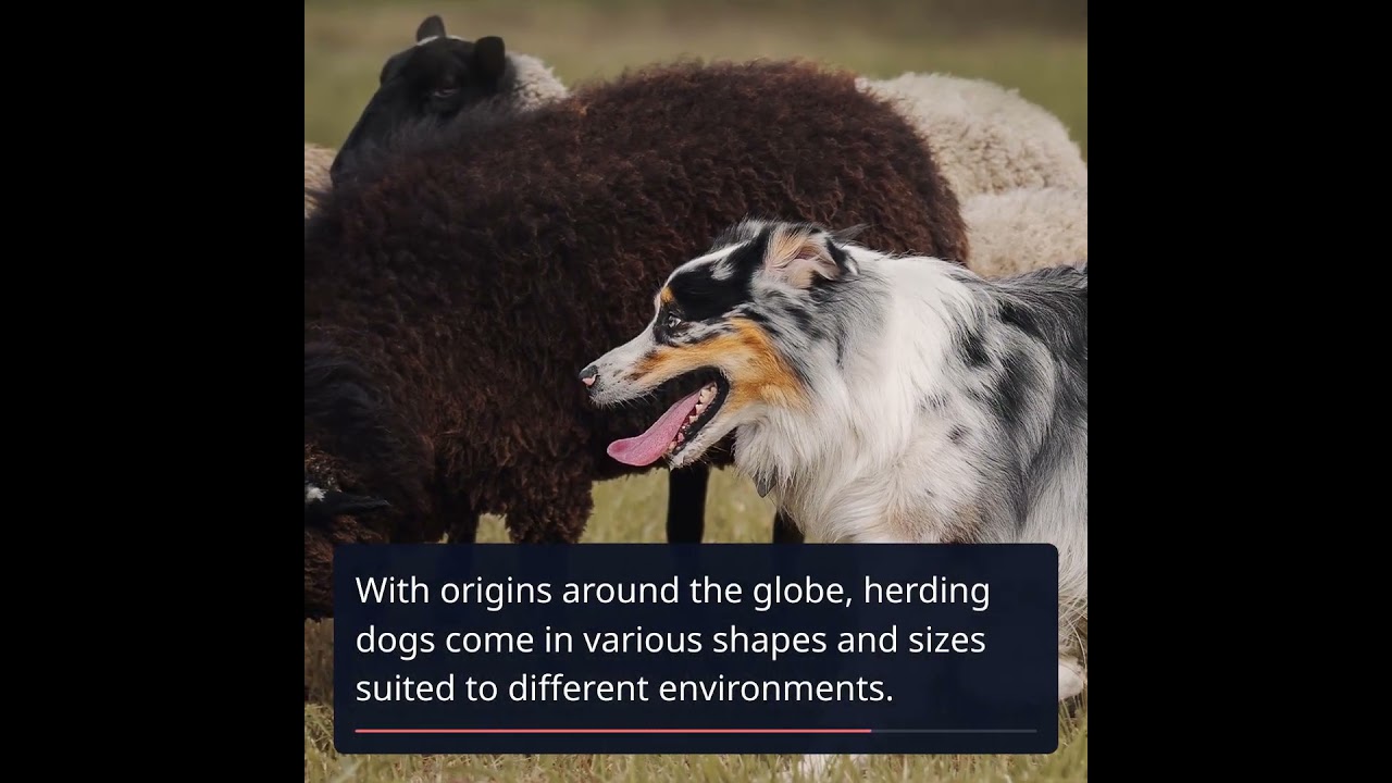 Outstanding Herding Dog Breeds: Nature's Helpers