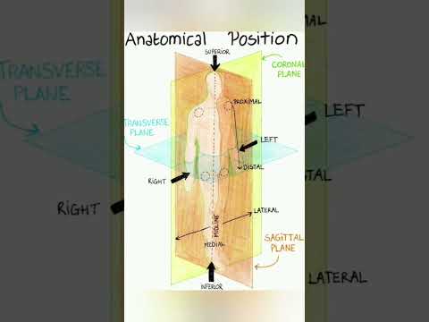 Anatomical position axis and plane