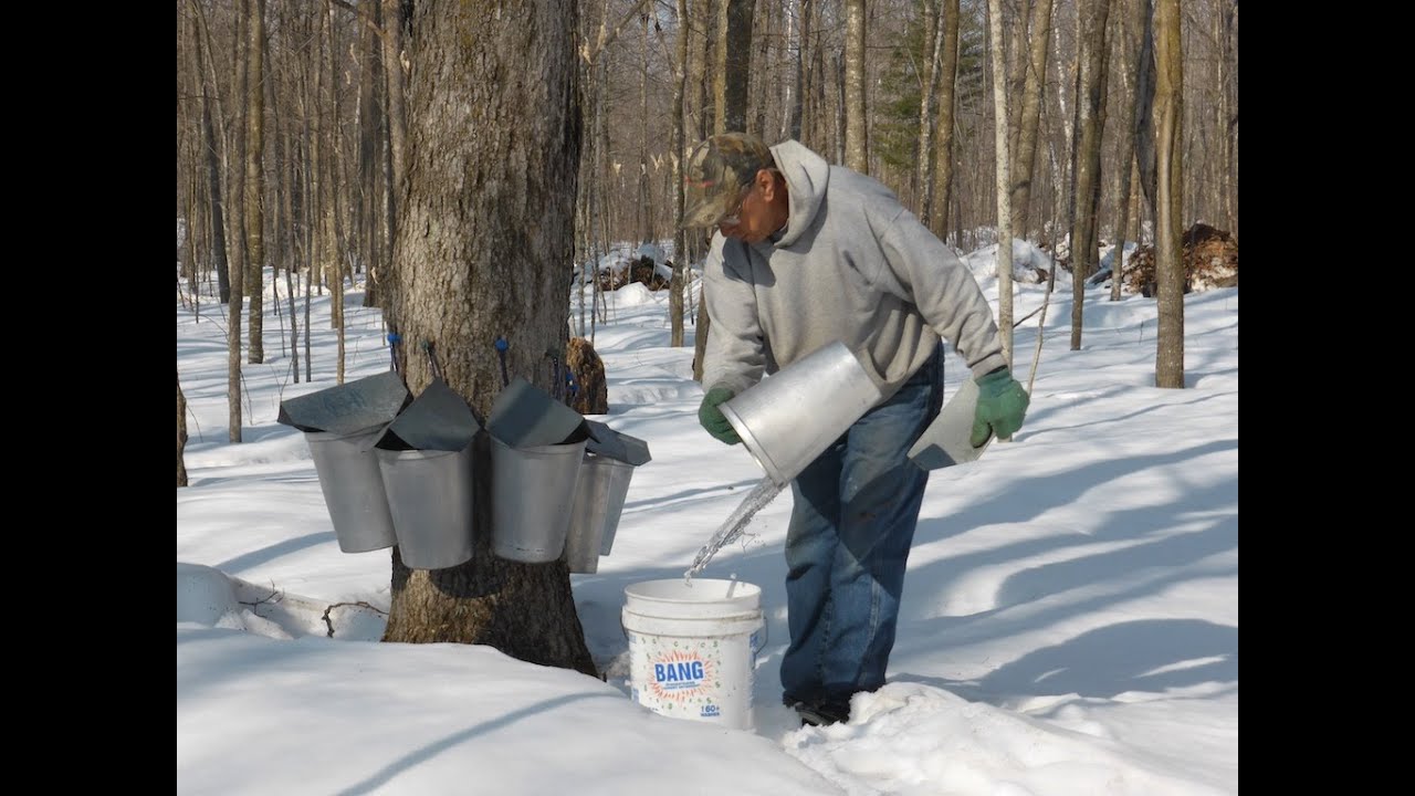 maple sap documentary