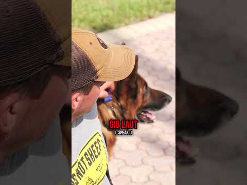 Cole Takes a Bite From a German Shepherd Protection Dog