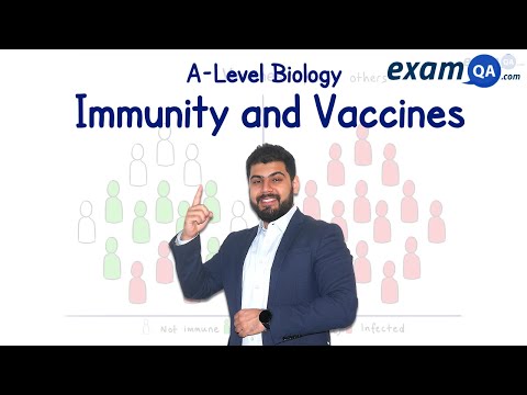 Immunity and Vaccines | A-Level Biology