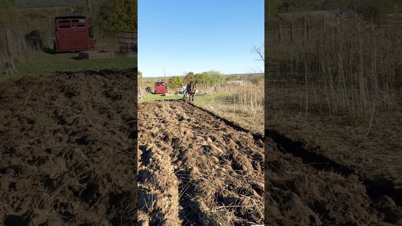 SINGLE HORSE plowing