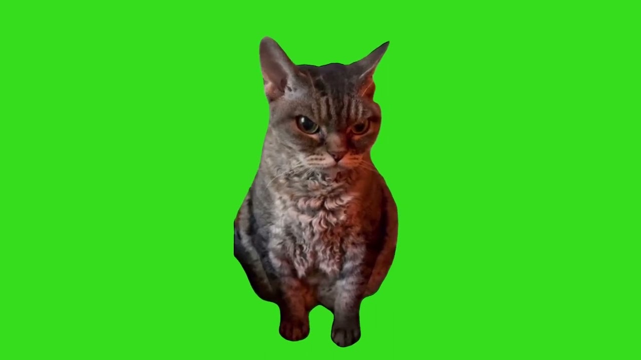 Angry cat green screen 1