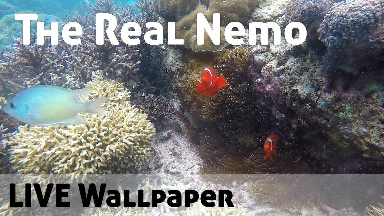 The Real Nemo - LIVE Wallpaper [by JMOL123]