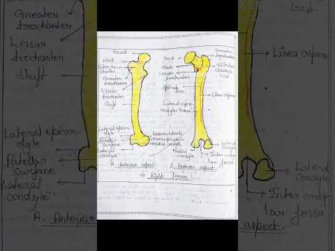 #sciencelover#diagram#Femur#anatomy#right side femur#skeletal system